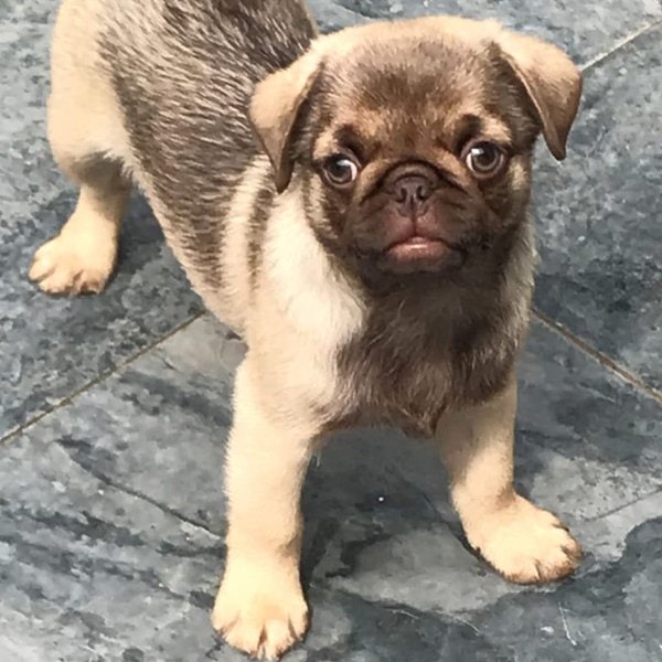 16 Fascinating Colors And Patterns Of A Pug - The Goody Pet