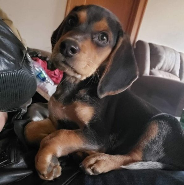 21 Delightful Colors And Patterns Of A Beagle - The Goody Pet