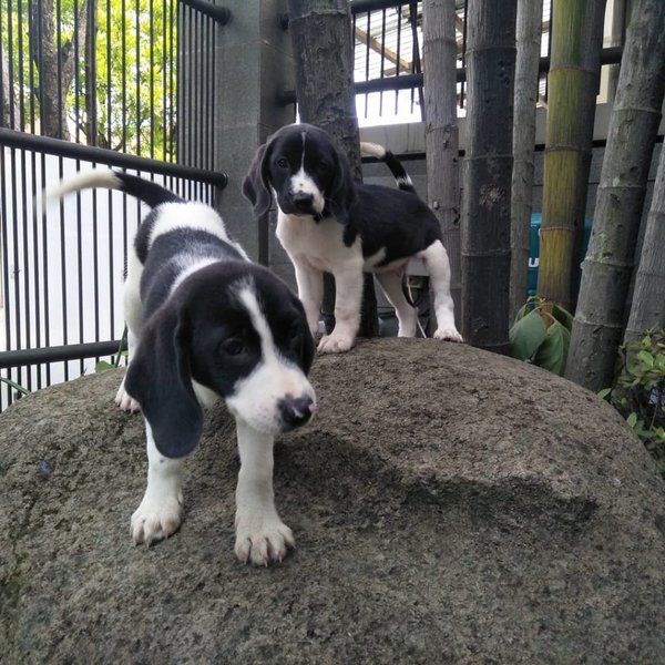 21 Delightful Colors And Patterns Of A Beagle - The Goody Pet