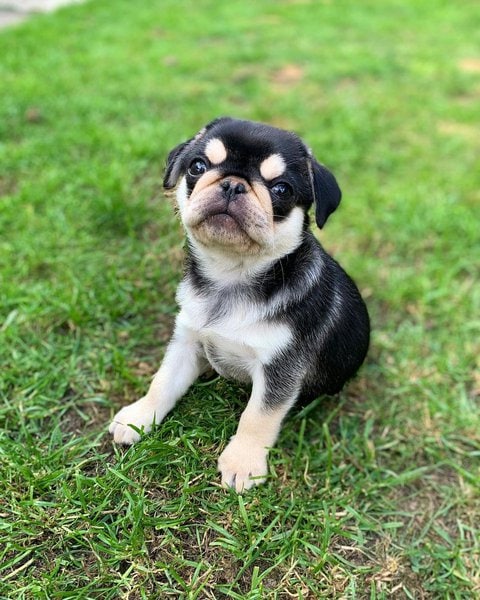 16 Fascinating Colors And Patterns Of A Pug - The Goody Pet