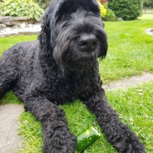 51 Working Dog Breeds That Would Boost Productivity - The Goody Pet