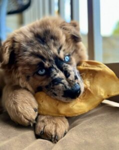 20 Beautiful Colors And Patterns Of An Australian Shepherd - The Goody Pet