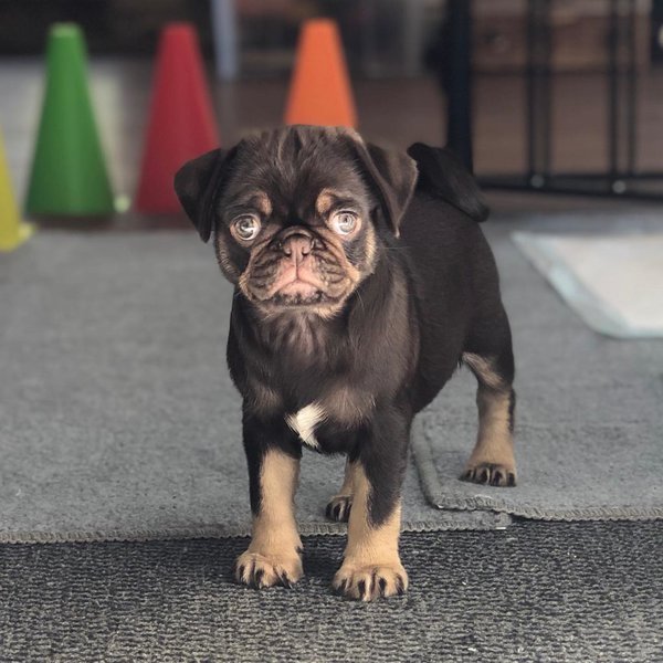 16 Fascinating Colors And Patterns Of A Pug - The Goody Pet