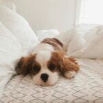 9 Knightly Colors And Patterns Of A Cavalier King Charles Spaniel - The ...