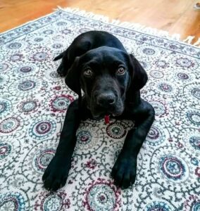 46 Black Lab Mixes That Will Put A Smile On Batman - The Goody Pet