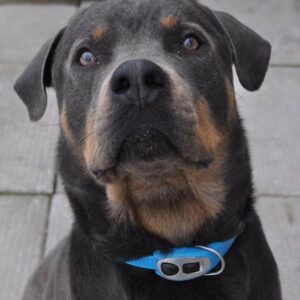 9 Majestic Colors And Patterns Of A Rottweiler - The Goody Pet