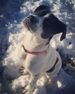 22 Adorable Boxer Mixes That You Never Know Existed - The Goody Pet