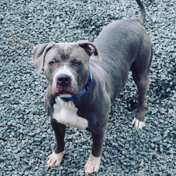 36 Beautiful Colors And Patterns Of A Pitbull - The Goody Pet