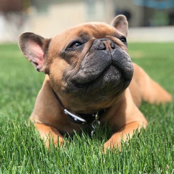 Blue French Bulldog - Your Complete Breed Guide - The Goody Pet