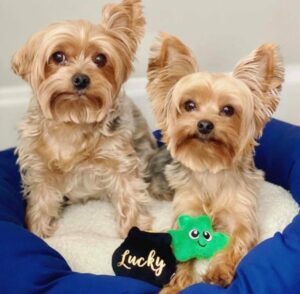 16 Extravagant Colors And Patterns Of A Yorkie - The Goody Pet