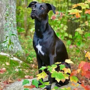 22 Blue Dog Breeds That You Never Know Existed - The Goody Pet