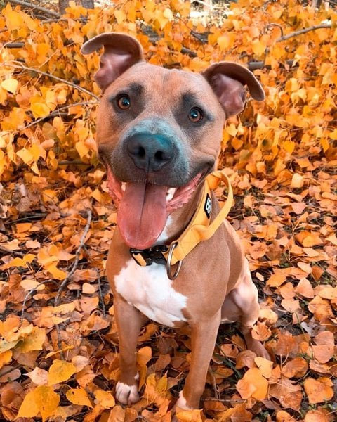 36 Beautiful Colors And Patterns Of A Pitbull - The Goody Pet