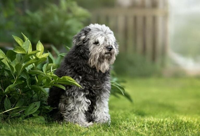 Blue Merle Goldendoodle - Your Complete Breed Guide - The Goody Pet