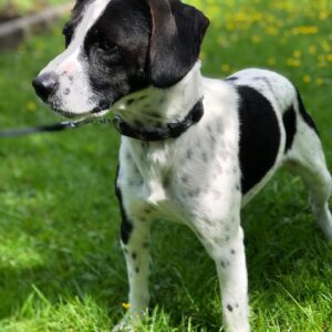 Beagle Cocker Spaniel Mix - Your Complete Breed Guide To The Bocker ...