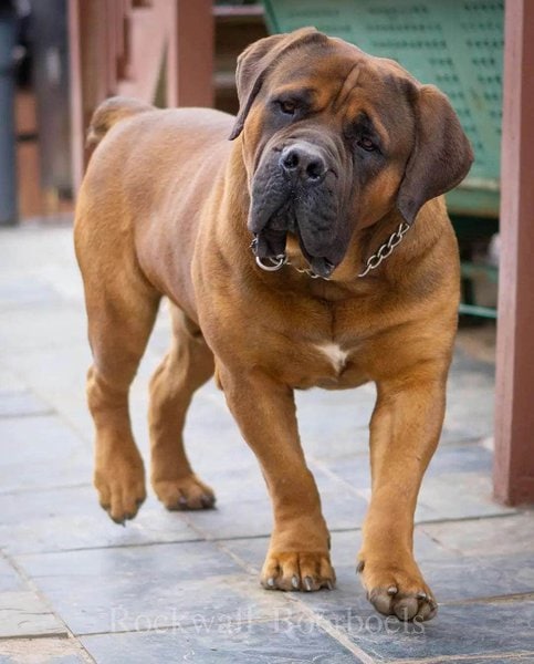 39 Mastiff Breeds That Have A Towering And Commanding Presence - The ...
