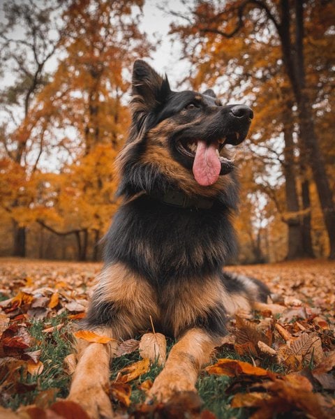 22 Dogs That Look Like German Shepherds - Hoppla! - The Goody Pet