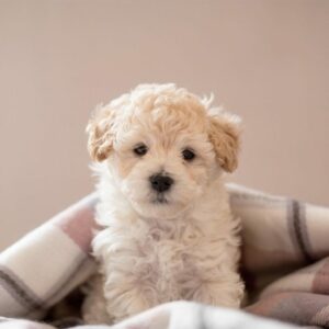 62 Poodle Mixes That You Cannot Remember Them All - The Goody Pet