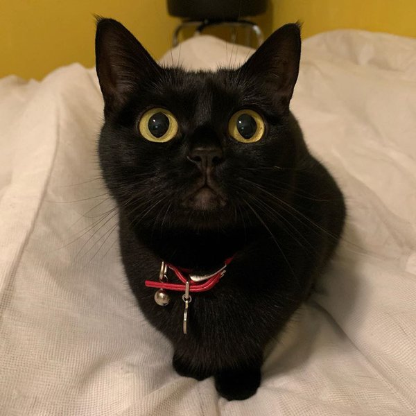 23 Common Cat Breeds That You Can Find In Your Neighborhood - The Goody Pet