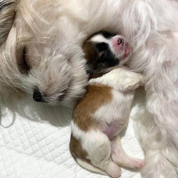 How To Care For A Newborn Shih Tzu Puppy? - The Goody Pet
