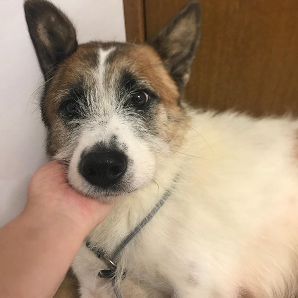 36 American Bulldog Mixes That You May Not Have Guessed It Right The ...