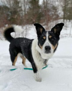 32 Dashing Border Collie Mixes That You Never Knew Existed - The Goody Pet