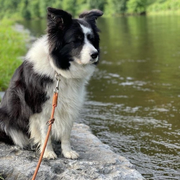 22 Cattle Dog Breeds That Love Corralling Livestock - The Goody Pet