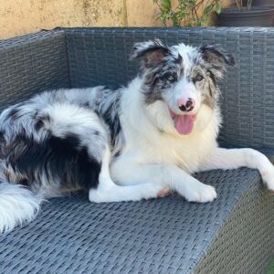 REVEALED! 32 Of The Most Trainable Dogs For First Time Pet Parents ...