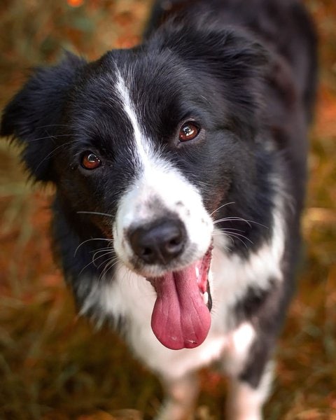 21 Sheepdog Breeds That Love Herding Sheep - The Goody Pet