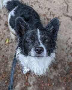 52 Extremely Adorable Corgi Mixes That Will Make You Go Awww - The ...