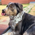 32 Dashing Border Collie Mixes That You Never Knew Existed - The Goody Pet