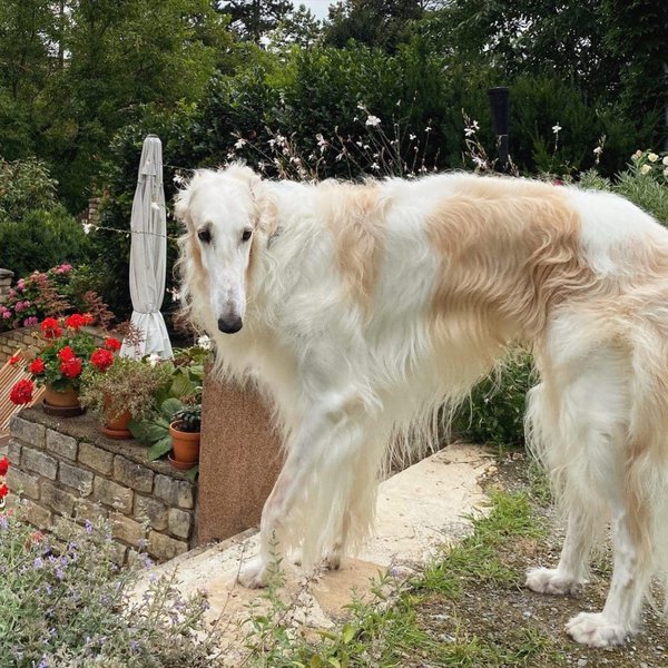 18 Dog Breeds With Long Snouts That You Can Call Nosy - The Goody Pet