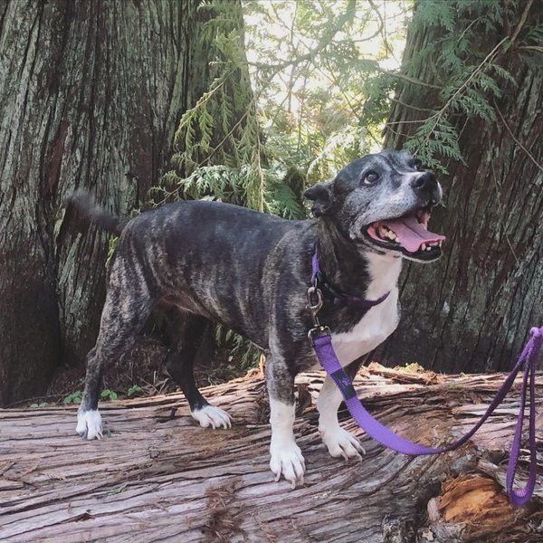 26 Weird & Unusual Dog Mixes You Find Them Hard To Believe - The Goody Pet