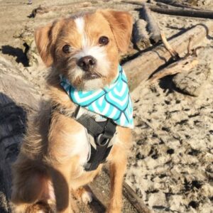 62 Poodle Mixes That You Cannot Remember Them All - The Goody Pet