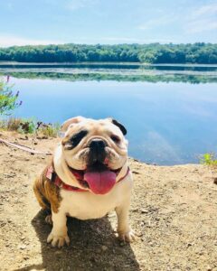 43 Bully Dog Breeds You Don’t Want To Mess With - The Goody Pet