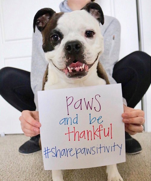 26 Brindle Dog Breeds That You Never Know Existed - The Goody Pet