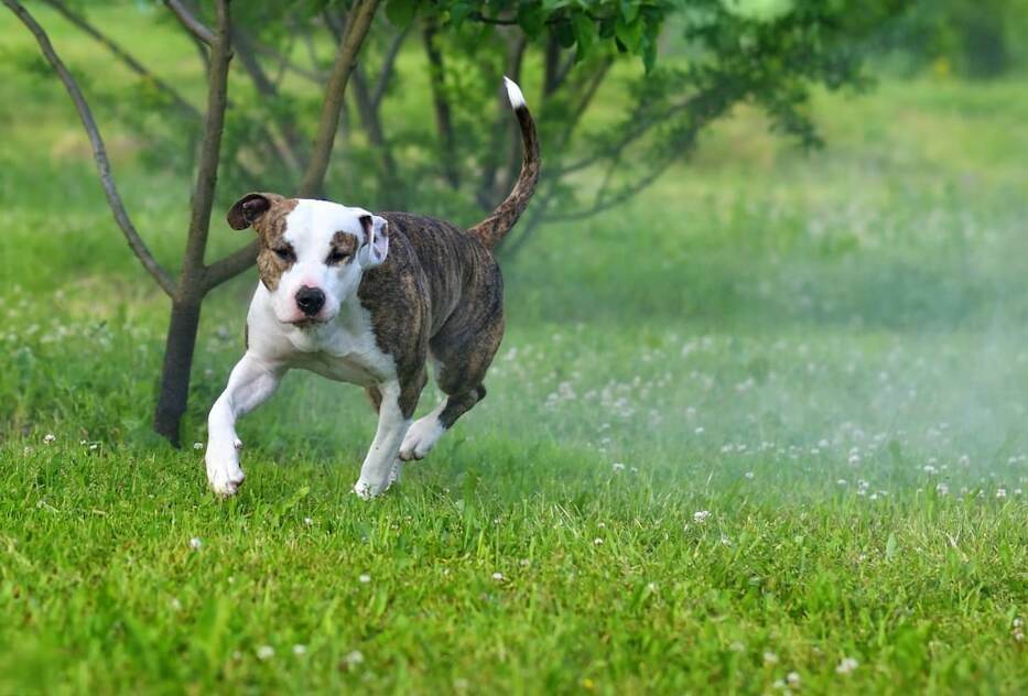 Boston Terrier Pitbull Mix - Your Complete Breed Guide - The Goody Pet