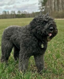 26 Brindle Dog Breeds That You Never Know Existed - The Goody Pet