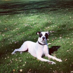 22 Adorable Boxer Mixes That You Never Know Existed - The Goody Pet