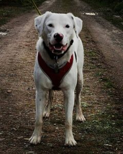 22 Adorable Boxer Mixes That You Never Know Existed - The Goody Pet
