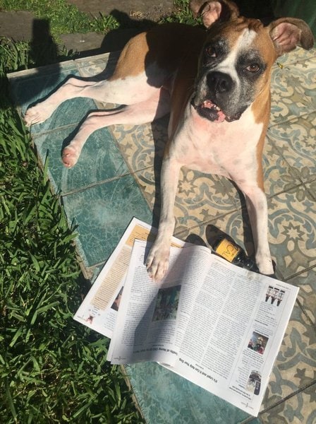 51 Working Dog Breeds That Would Boost Productivity - The Goody Pet