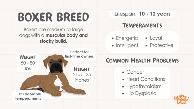 Boxer Breed - Your Complete Guide - The Goody Pet