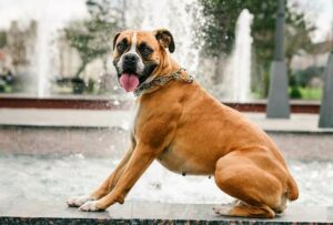 Shih Tzu Husky Mix - Your Complete Breed Guide - The Goody Pet