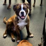 52 Extremely Adorable Corgi Mixes That Will Make You Go Awww - The ...