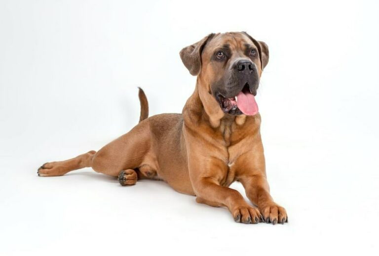 Boxer Mastiff Mix - Your Complete Breed Guide To The Boxmas Dog - The ...