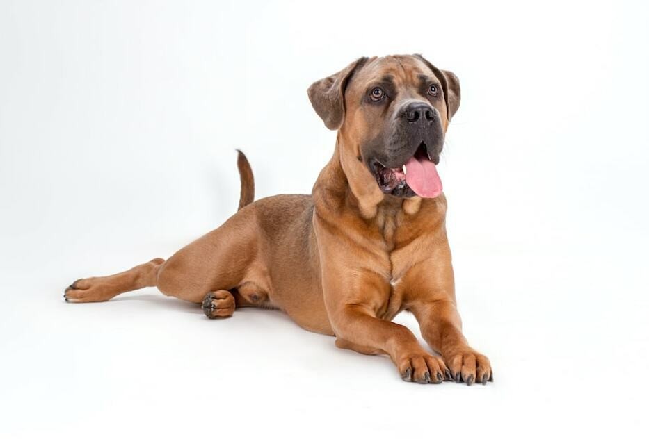 Boxer Mastiff Mix - Your Complete Breed Guide To The Boxmas Dog - The ...