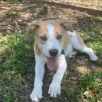 43 Australian Shepherd Mixes That You Never Knew Existed - The Goody Pet