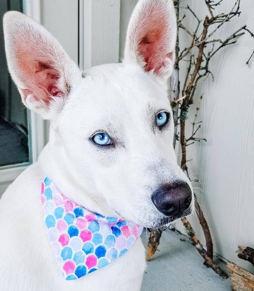 13 Mini Husky Mixes For Miniature Canine Lovers - The Goody Pet