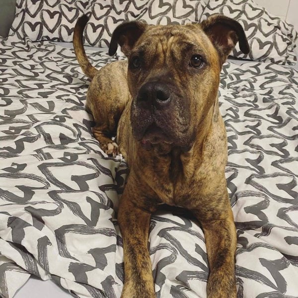 39 Mastiff Breeds That Have A Towering And Commanding Presence - The ...