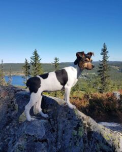 16 Dog Breeds Born Without Tails - The Goody Pet