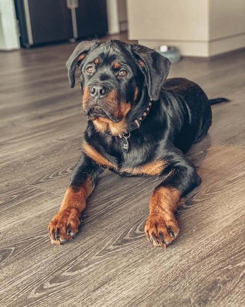 German Rottweiler VS American Rottweiler - 7 Surprising Differences ...